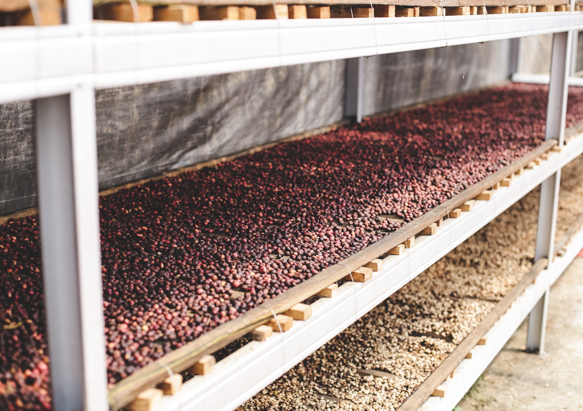 How Coffee is Processed: Washed, Natural, and Honey Explained - Daily ...